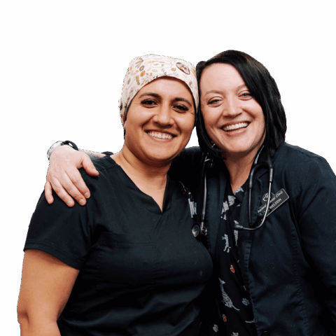 Vet Near Me Denver, CO 80206 | Western Veterinary Partners