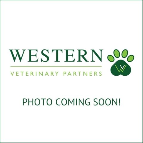 Vet Near Me Denver, CO 80206 | Western Veterinary Partners